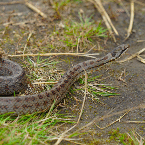De Gladde slang - Museum Klok & Peel