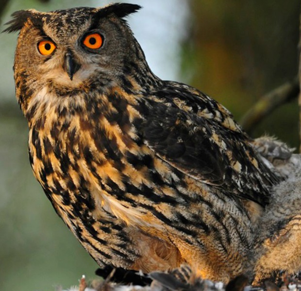 Oehoe - Museum Klok & Peel